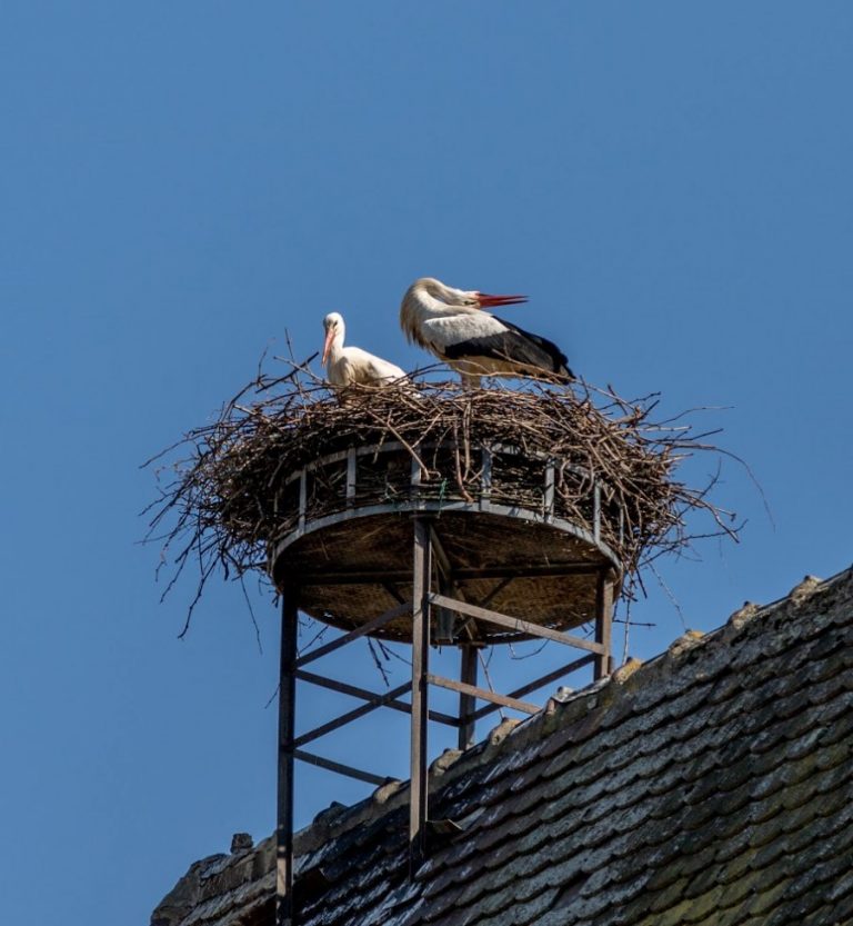Gnezdo štorklje: 55 fotografij in možnosti za privabljanje čudovitih ptic