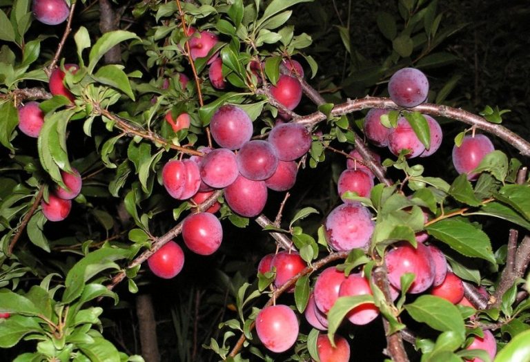 Mango: de geheimen van planten en groeien. Tips voor het verzorgen en ...