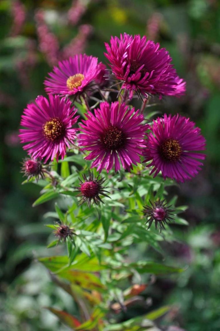 Asters - växer och tar hand om en blomma. Många bilder av de bästa ...