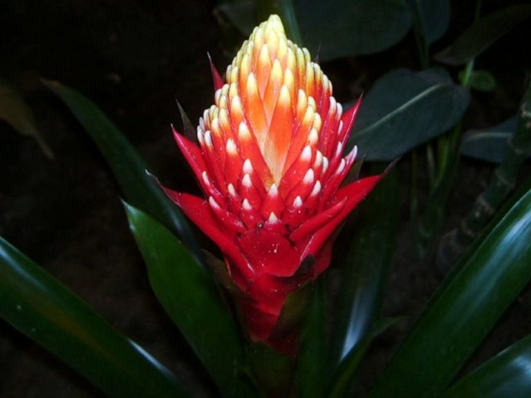 Bromeliad - 125 gambar bunga yang indah. Arahan untuk penanaman ...