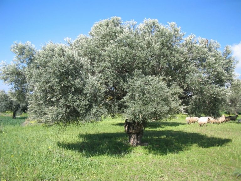 Itim na olibo - 120 mga larawan. Ang isang detalyadong pagsusuri ng mga ...