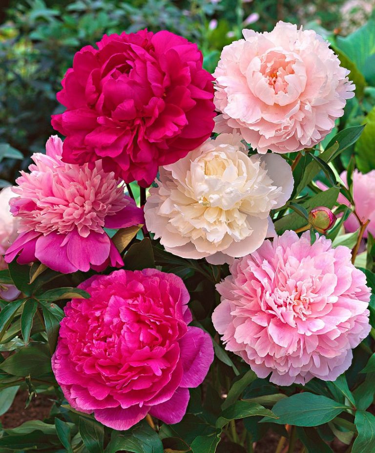 Παιώνιες: μια επισκόπηση όλων των τύπων (120 φωτογραφίες). Να φτιάχνετε ...