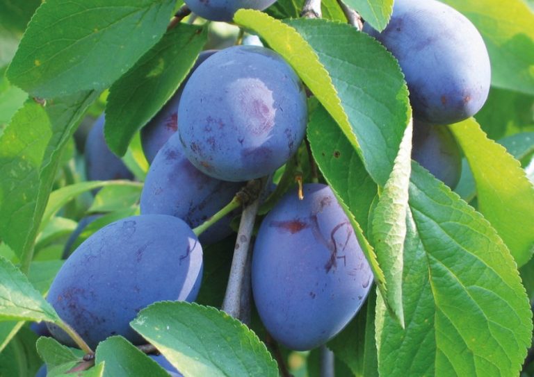 Sliva - kako je koristna za ljudi? Priporočila za gojenje na kraju samem