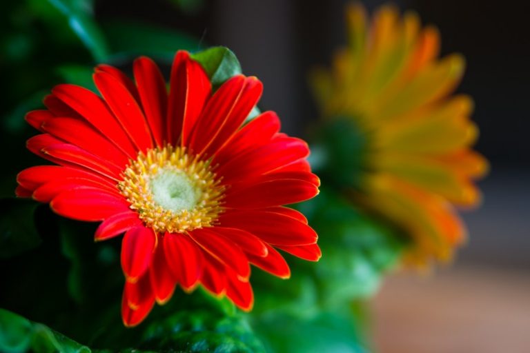 Gerbera blomster - hvordan man vokser i gryder og åben jord ...
