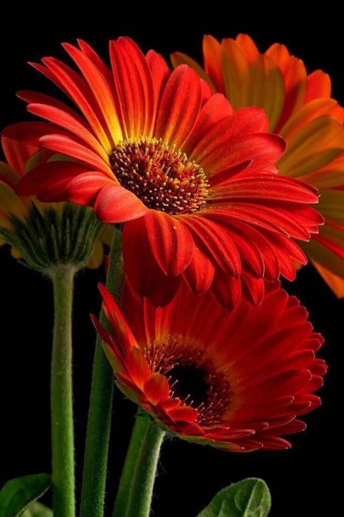 Gerbera květiny - jak pěstovat v květináčích a otevřeném terénu? Pokyny ...