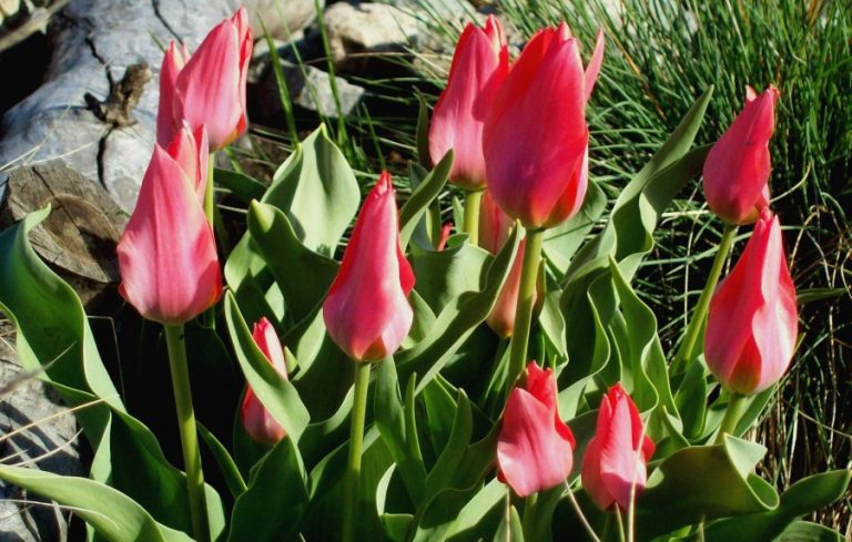 Tulipani (150 fotografija) - upute početnicima za sadnju i njegu ...
