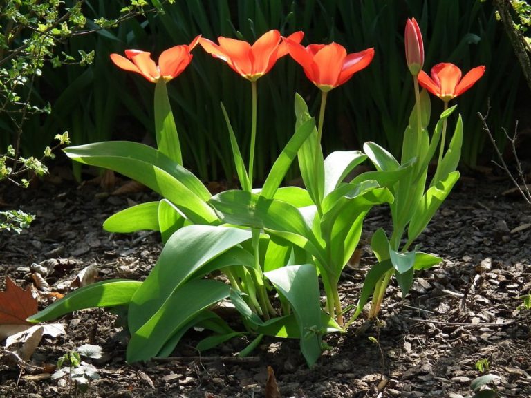 Tulipani (150 fotografija) - upute početnicima za sadnju i njegu ...