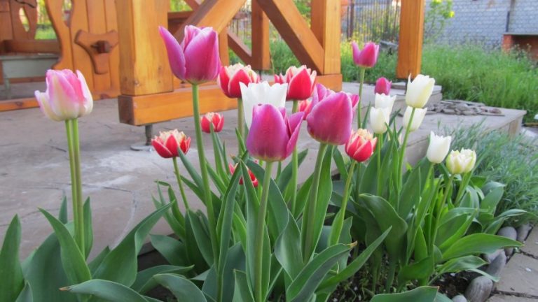 Tulipani (150 fotografija) - upute početnicima za sadnju i njegu ...
