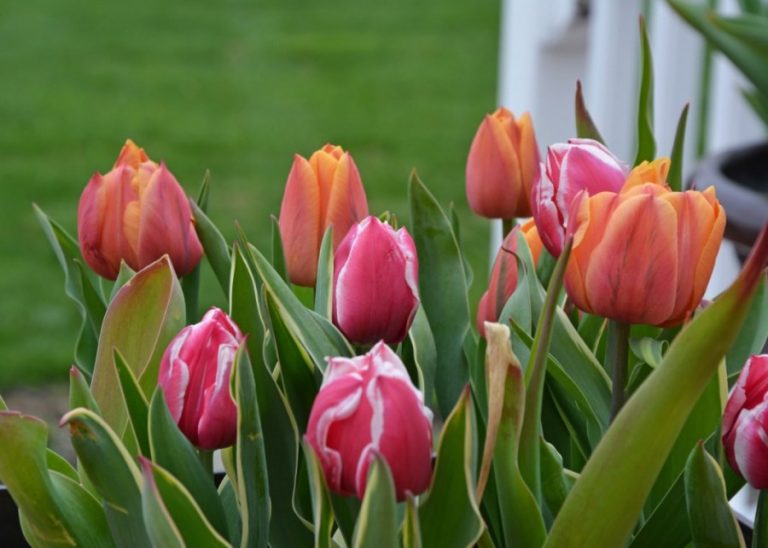 Tulipani (150 fotografija) - upute početnicima za sadnju i njegu ...